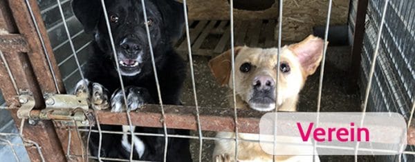 Tierschutzverein Hunderettung Europa e.V. - Nachhaltig und transparent