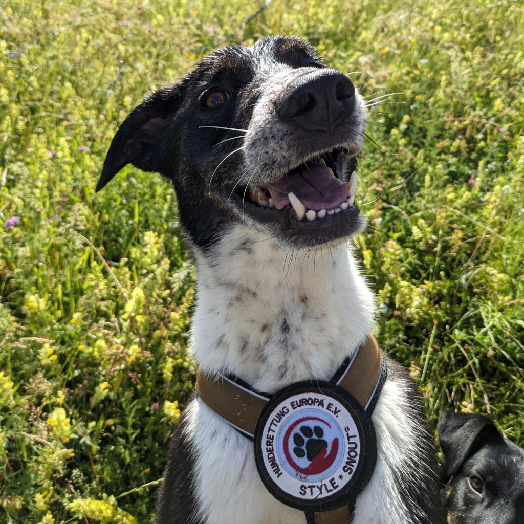 Fragen und Antworten zum Tierschutz - Hunderettung Europa