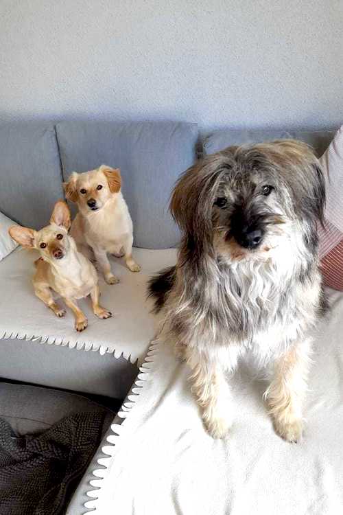 Jetzt Pflegestelle für einen Hund werden - Hunderettung Europa e.V.