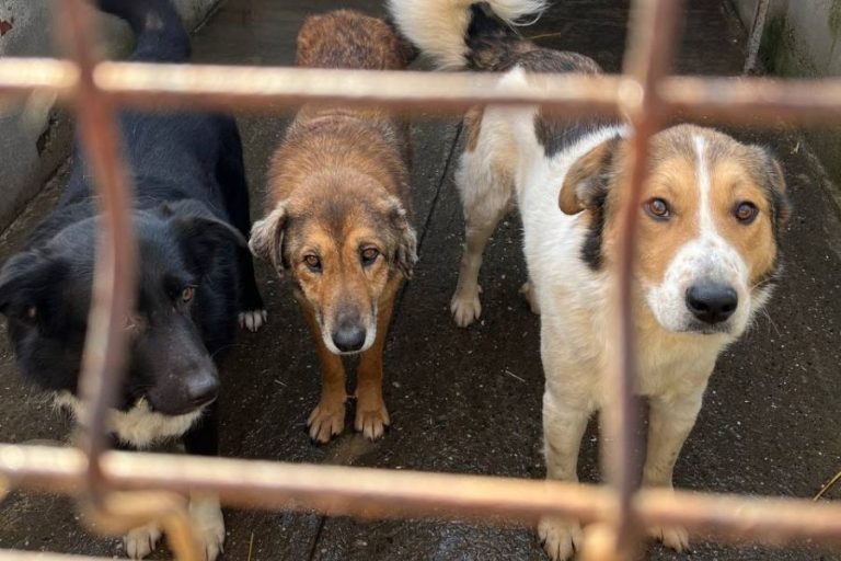 Vermittlung | Hunderettung Europa