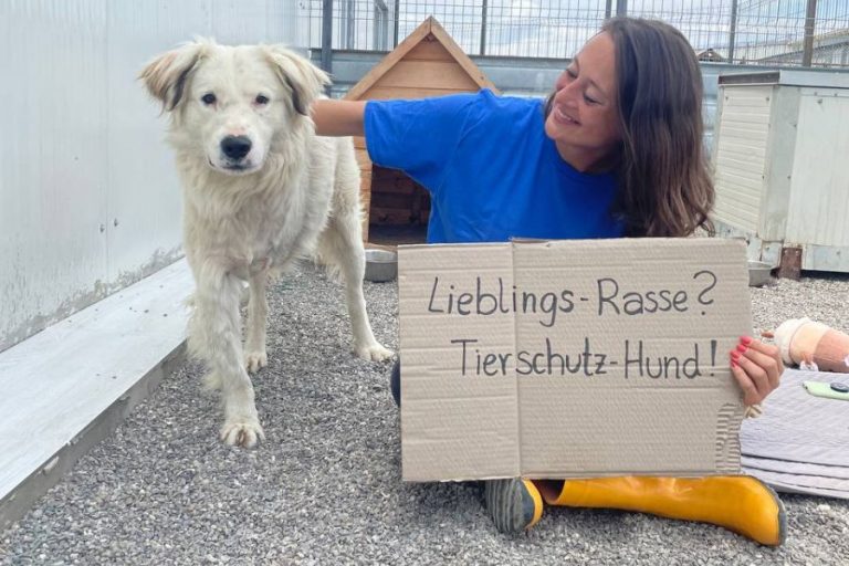 Welpen aus dem Tierschutz | Hunderettung Europa