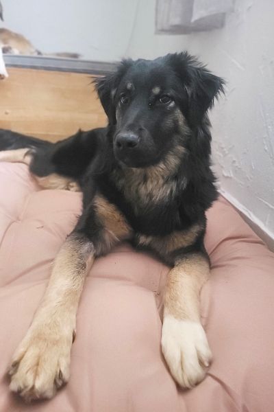 Hund adoptieren | Über 500 Hunde | Hunderettung Europa