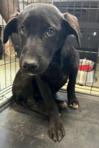 Welpen aus dem Tierschutz - Hunderettung Europa e.V.