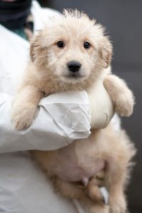 Welpen aus dem Tierschutz - Hunderettung Europa e.V.