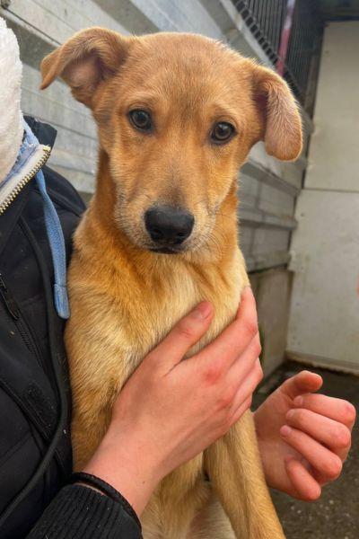 Welpen aus dem Tierschutz - Hunderettung Europa e.V.