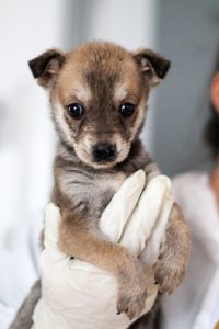 Welpen aus dem Tierschutz - Hunderettung Europa e.V.