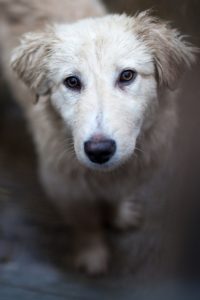 Welpen aus dem Tierschutz - Hunderettung Europa e.V.