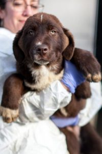 Welpen aus dem Tierschutz - Hunderettung Europa e.V.