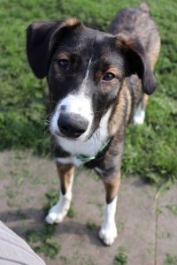 Welpen aus dem Tierschutz | Hunderettung Europa e.V.