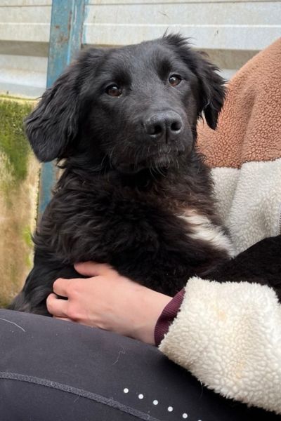 Welpen aus dem Tierschutz - Hunderettung Europa e.V.