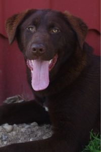 Hund adoptieren | Über 500 Hunde | Hunderettung Europa