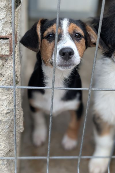 Welpen aus dem Tierschutz - Hunderettung Europa e.V.