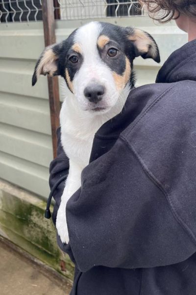 Welpen aus dem Tierschutz - Hunderettung Europa e.V.