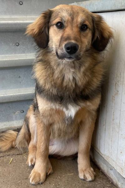 Welpen aus dem Tierschutz - Hunderettung Europa e.V.