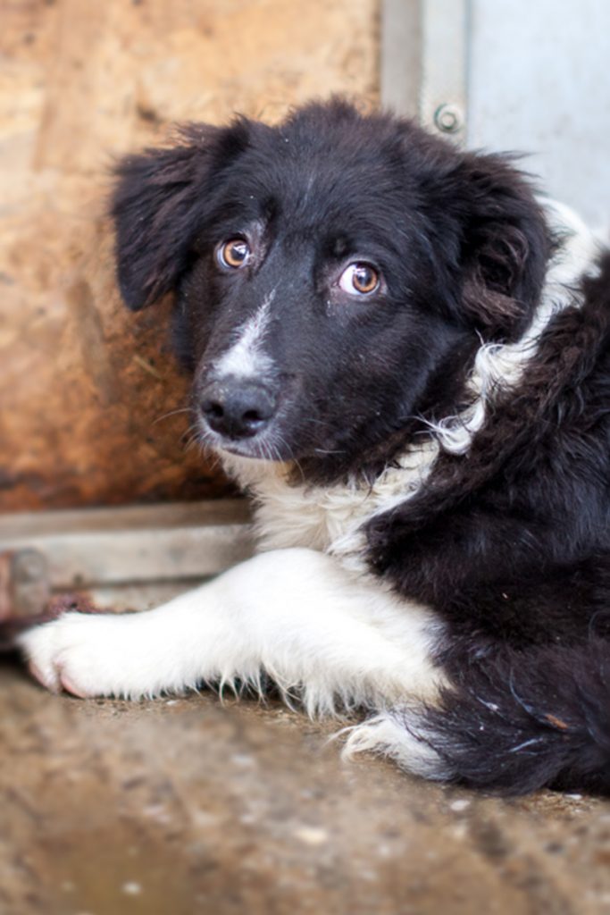 Welpen aus dem Tierschutz - Hunderettung Europa e.V.