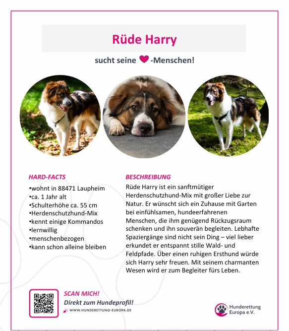 Steckbriefe Tierschutzhunde - Hunderettung Europa
