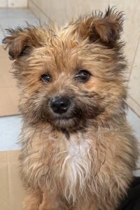 Welpen aus dem Tierschutz - Hunderettung Europa e.V.