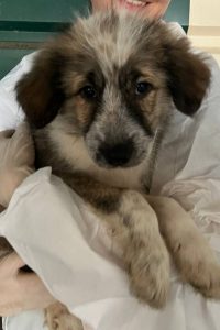 Welpen aus dem Tierschutz - Hunderettung Europa e.V.