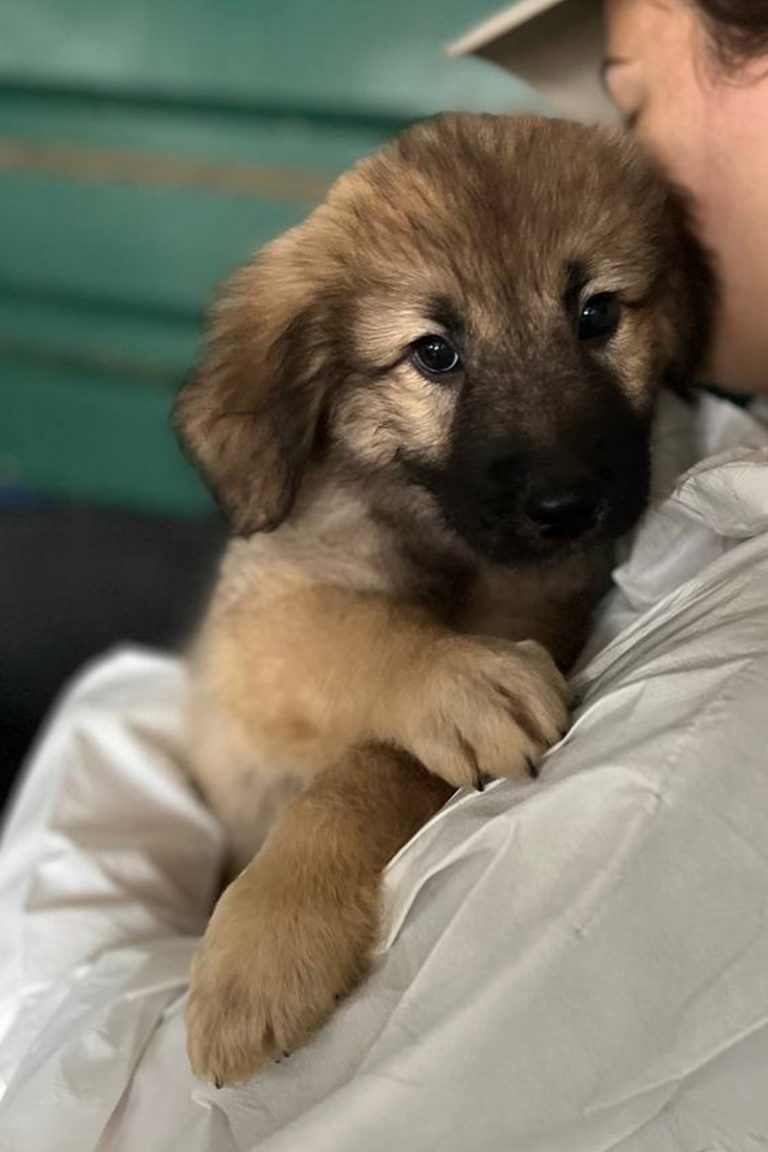 Welpen aus dem Tierschutz - Hunderettung Europa e.V.