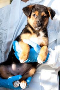 Welpen aus dem Tierschutz - Hunderettung Europa e.V.