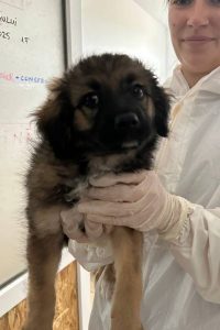 Welpen aus dem Tierschutz - Hunderettung Europa e.V.