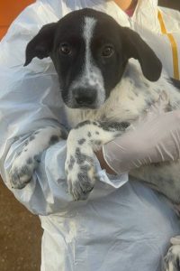 Welpen aus dem Tierschutz | Hunderettung Europa e.V.