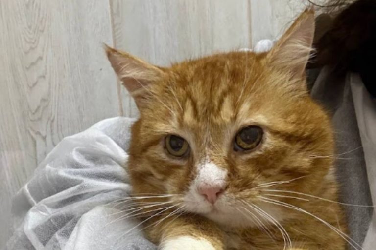 Tierheimkater Uwe | Hunderettung Europa