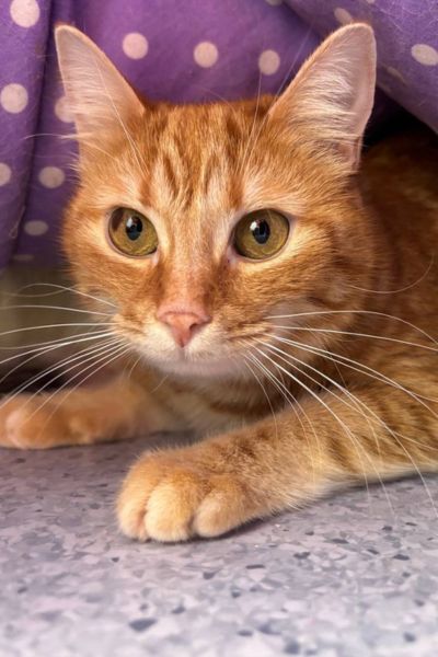 Happy End einer Tierheimkatze | Hunderettung Europa
